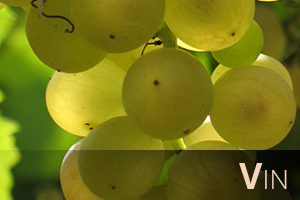 Blaise Duboux | Art du Vin